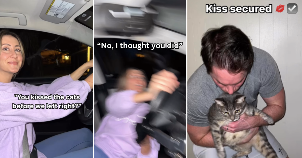 'Kiss secured': Cat pawrents race home after realizing they forgot to kiss their cats goodbye ...