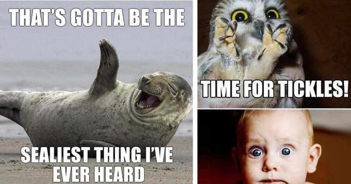 Pinch, Punch Your First Wholesome Animal Memes Of The Month - Animal ...