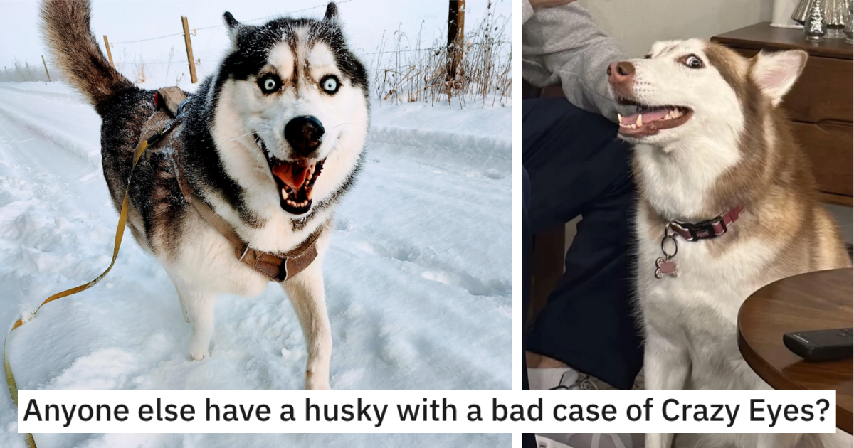 A Derpy Dump of Howlarious Huskies Showing Off Their Eye-Conic Crazy ...
