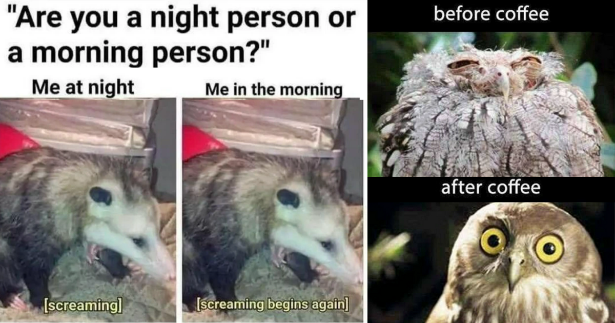 27 Nocturnal Animal Memes For Night Owls And Insomniacs Wondering Whoo ...