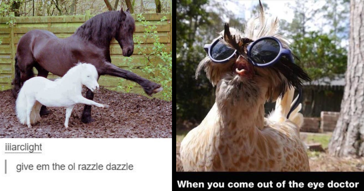 37 Funniest Animal Memes To Help You Giggle Your Way Out Of The Office ...
