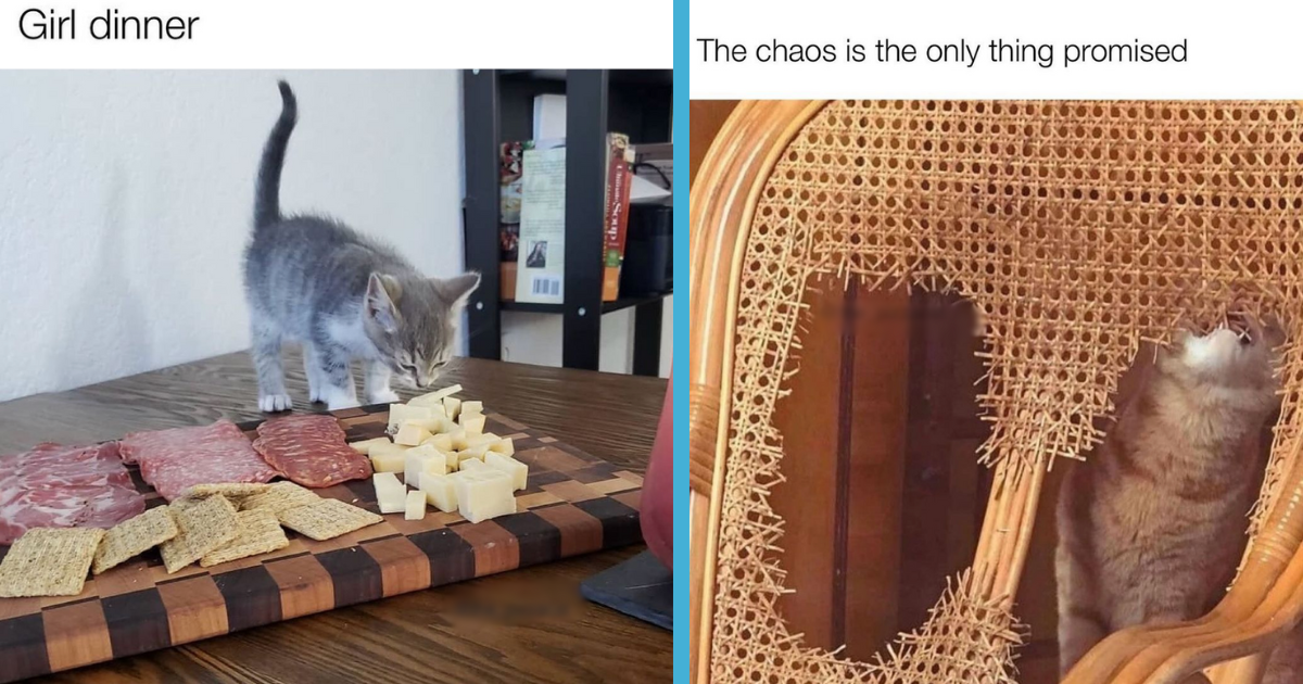34 Pawsitively Delectable Cat Memes To Take A Break From Work And Pause ...