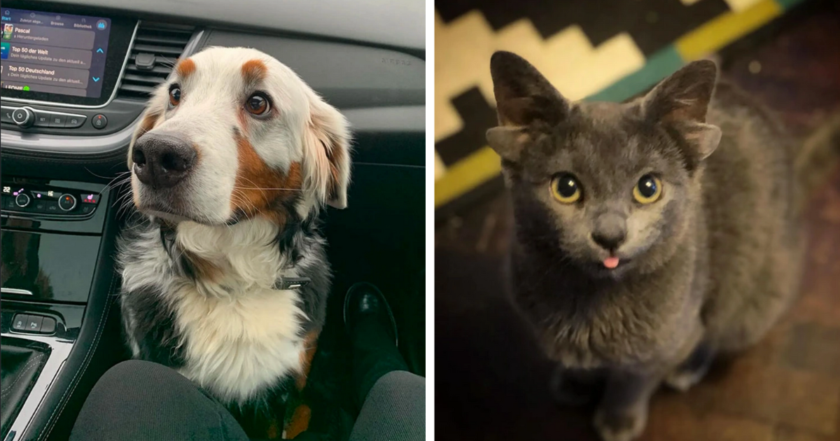 32 Purrfect Pets Born With Pawsome Patterns And An Extra Special ...