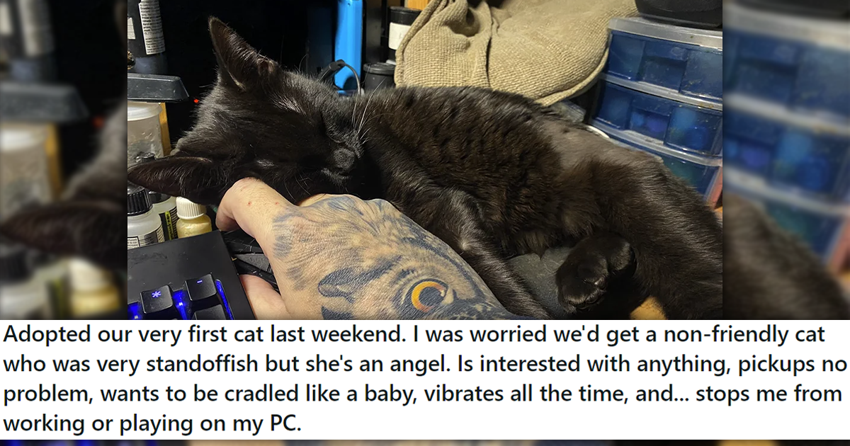 Meet The Newly Adopted Feline Faces Of The Week: 20 Heartwarming Cat ...