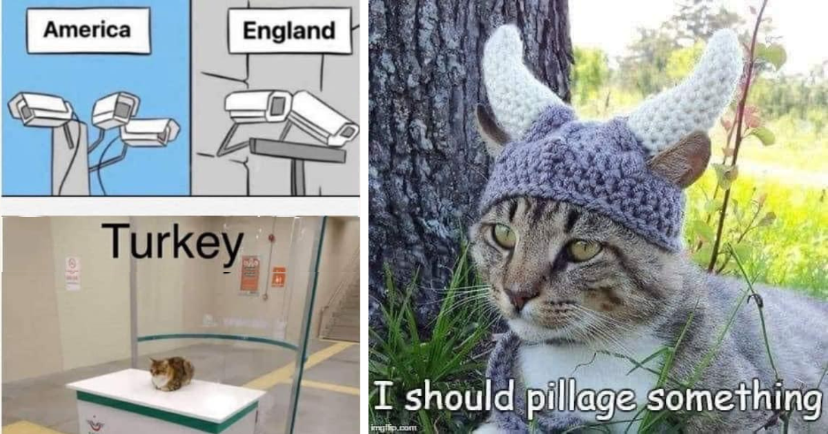 A Mighty Meow-Mix Of Feline Funnies In The Form Of Cat Memes To Forget ...
