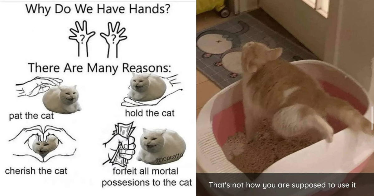 "Sweet And Hilarious Cat Memes For You Feline Friday Mood Booster " - I ...