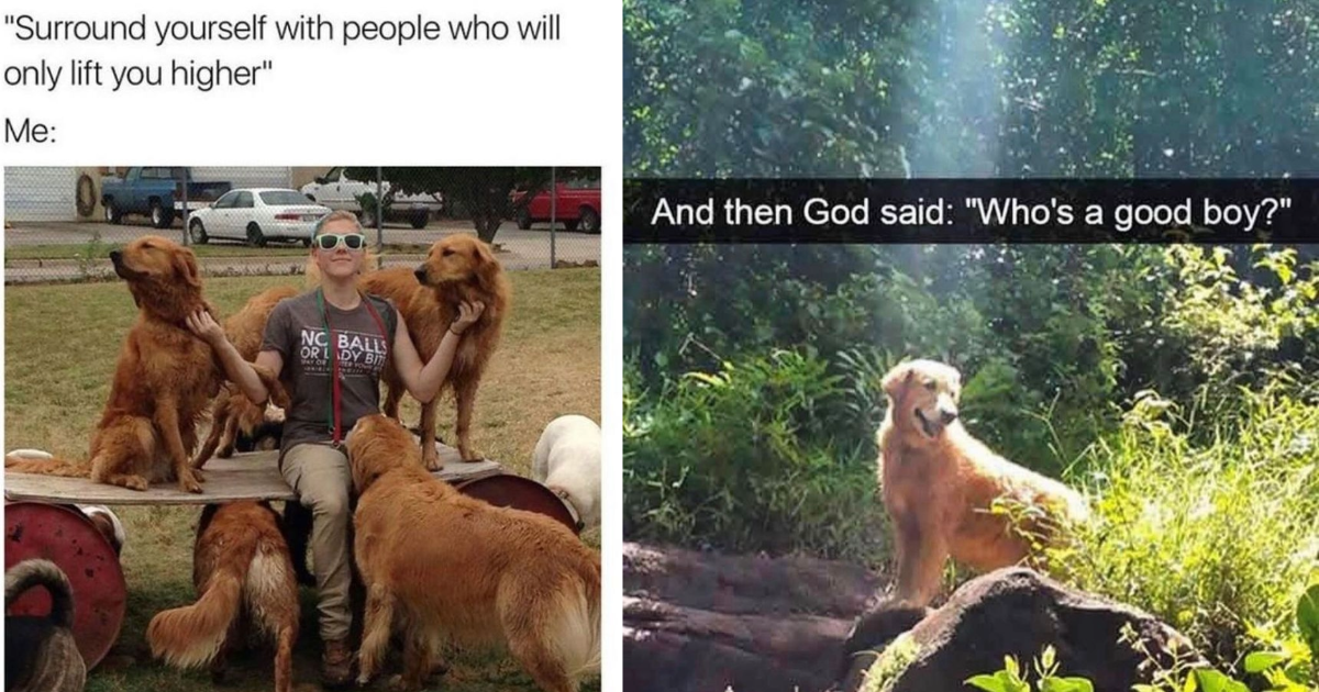 Heartwarming Doggo Memes To Spread The Canine Love - Animal Comedy ...