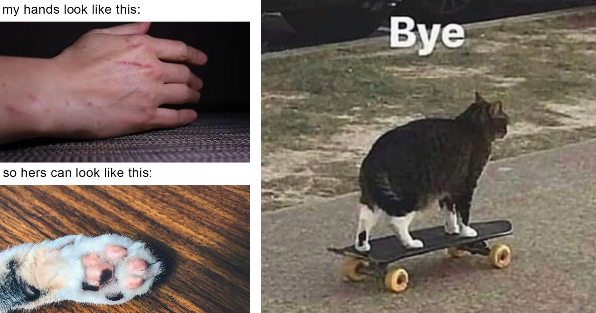 Relatable And Hilarious Caturday Memes From Experiences Of Feline ...