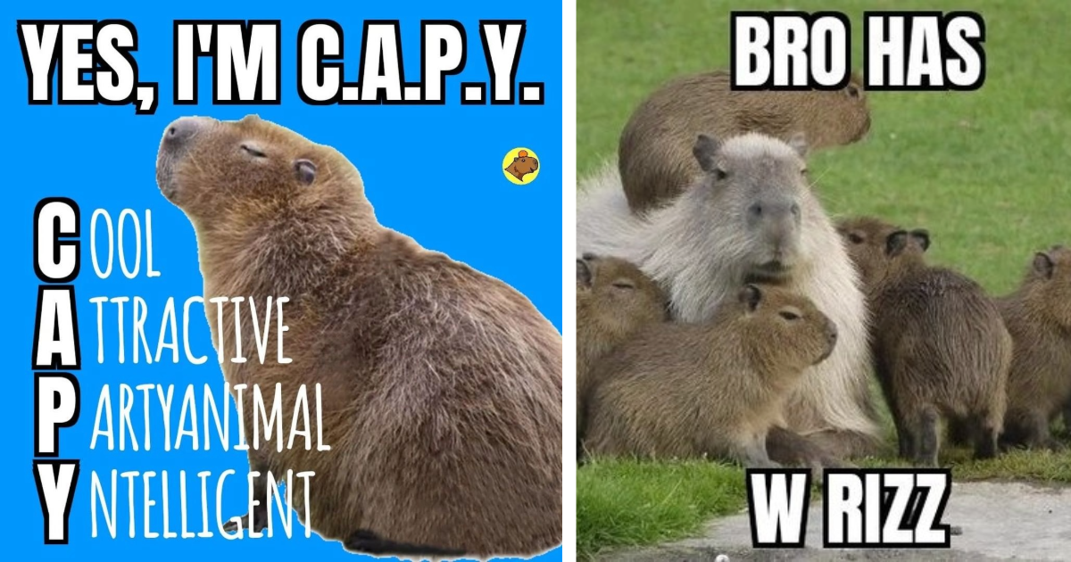 Cute Capybara Memes To Instill You With Their Cool Vibes This Weekend ...