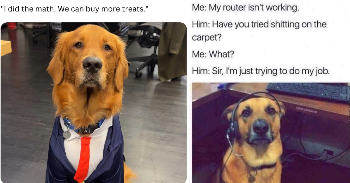 Wholesome Memes Of Dogs Doing A Better Job Than Us In The Office ...