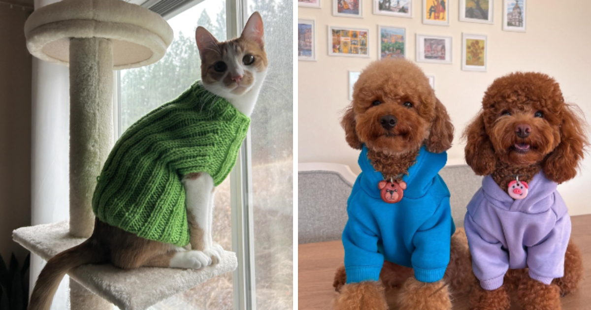 22 Cozy Canines And Chic Cats Conquering The Cold In Awwdorable Sweater ...