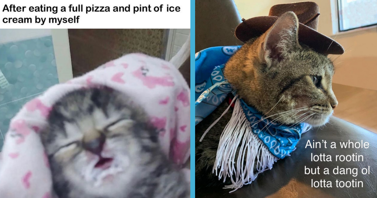 A Cuppa 38 Hilarious Cat Memes To Curl Up With And Hit Snooze For Some ...