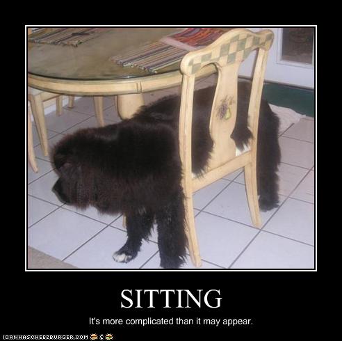 I Has A Hotdog - chair - Page 5 - Funny Dog Pictures | Dog Memes ...
