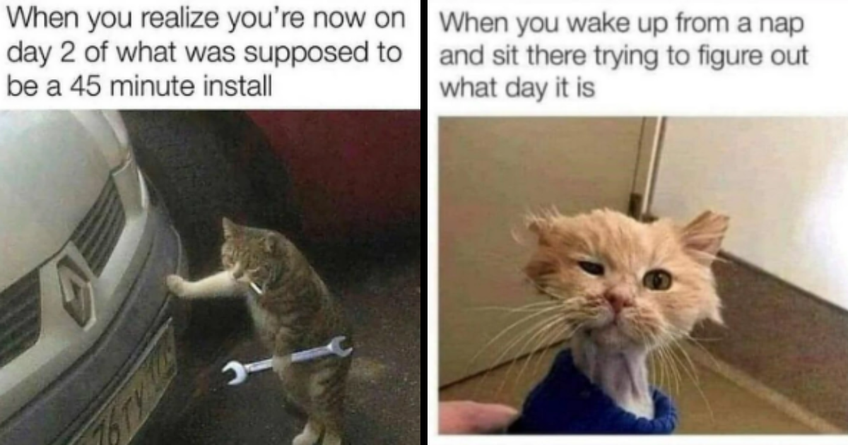 Friday Feline Laughs With 28 Hilarious Cat Memes For A Purrfect Start ...