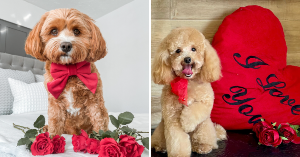 Love Is In The Air With 25 Cute Canines Celebrating The Month Of Love ...