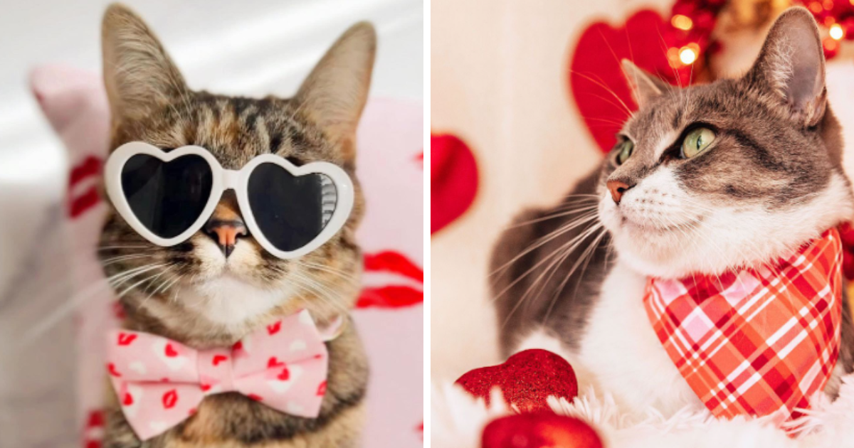 February Feline Fiesta With 22 Cute Cuddly Cats Celebrating Love - I ...