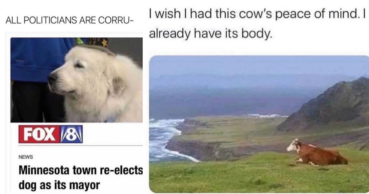 Funny Animal Memes To Keep You Company Over Lunch - Animal Comedy ...