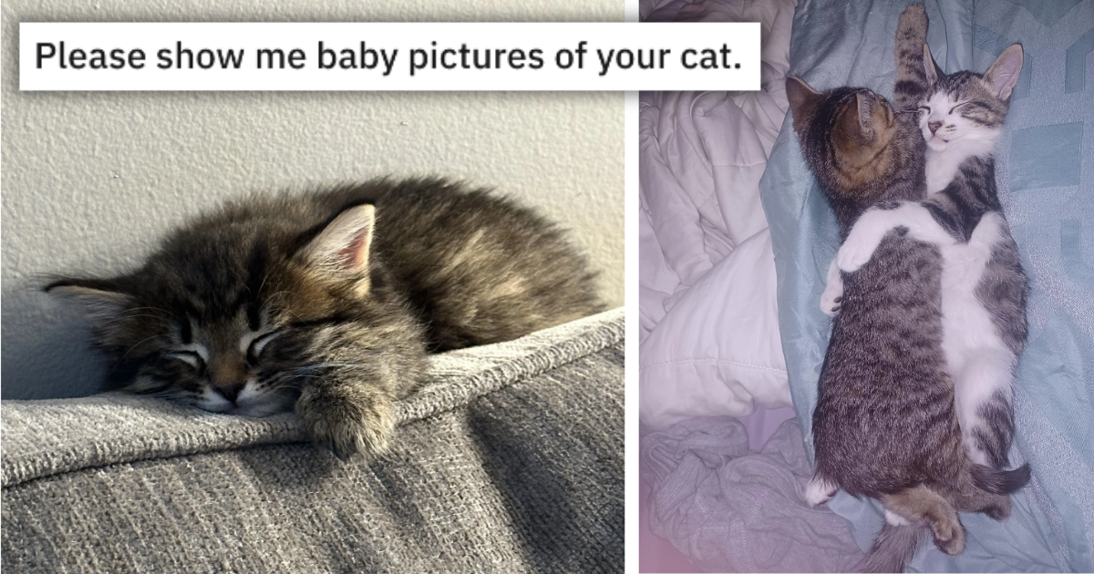 35 Wholesomely Heartwarming Feline Photos Sharing Those Meowgical ...