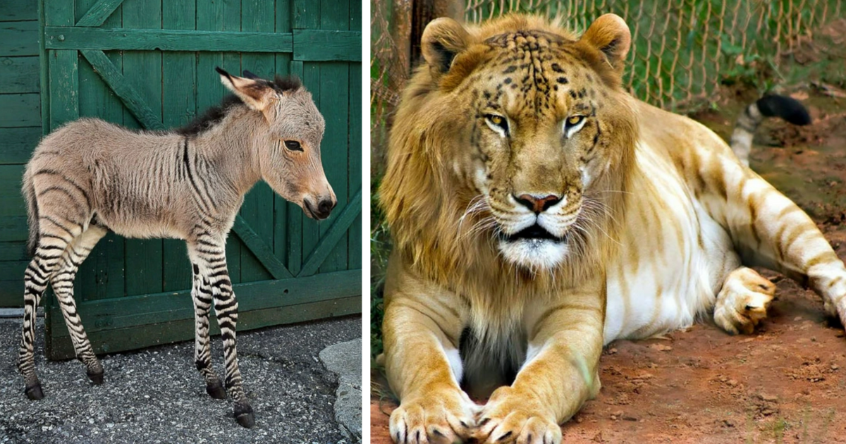 30 Amazing Animals With Furnomenal Fur Patterns That Are Curiously Cute ...