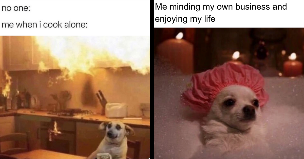 Laugh Snout Loud: 37 Howlarious Doggo Memes To Boost Your Doggie ...