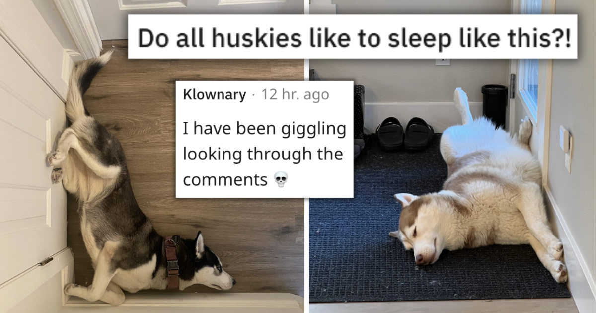 26 Dramatic Dozing Huskies With A Punny Perpendicular Problem - Animal ...