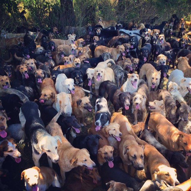 Amazing Woman Has Taken In 900 Dogs and Created A No-Kill Sanctuary - I ...