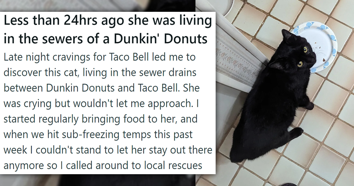 Awwdorable Black Kitten That Was Stuck In The Sewers Of Dunkin' Donuts ...