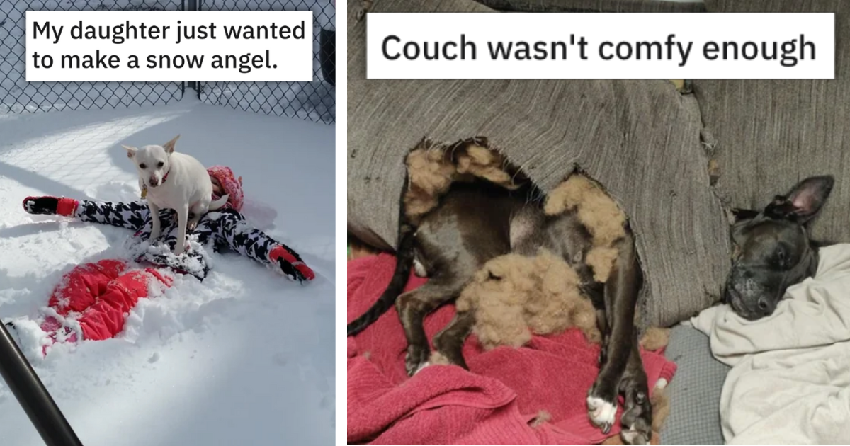 A Pawsitively Silly Series Of Animals Being Adorably Rambunctious ...