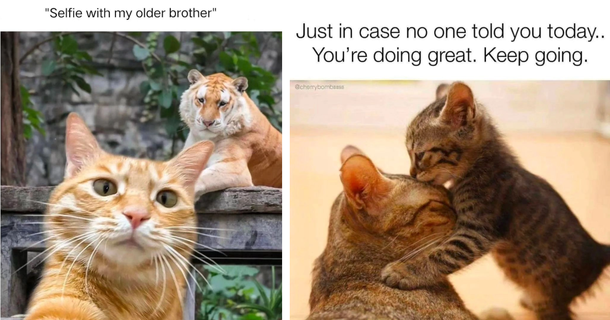 Wholesome Hump Day Cat Memes To Help You Jump The Hump - I Can Has ...