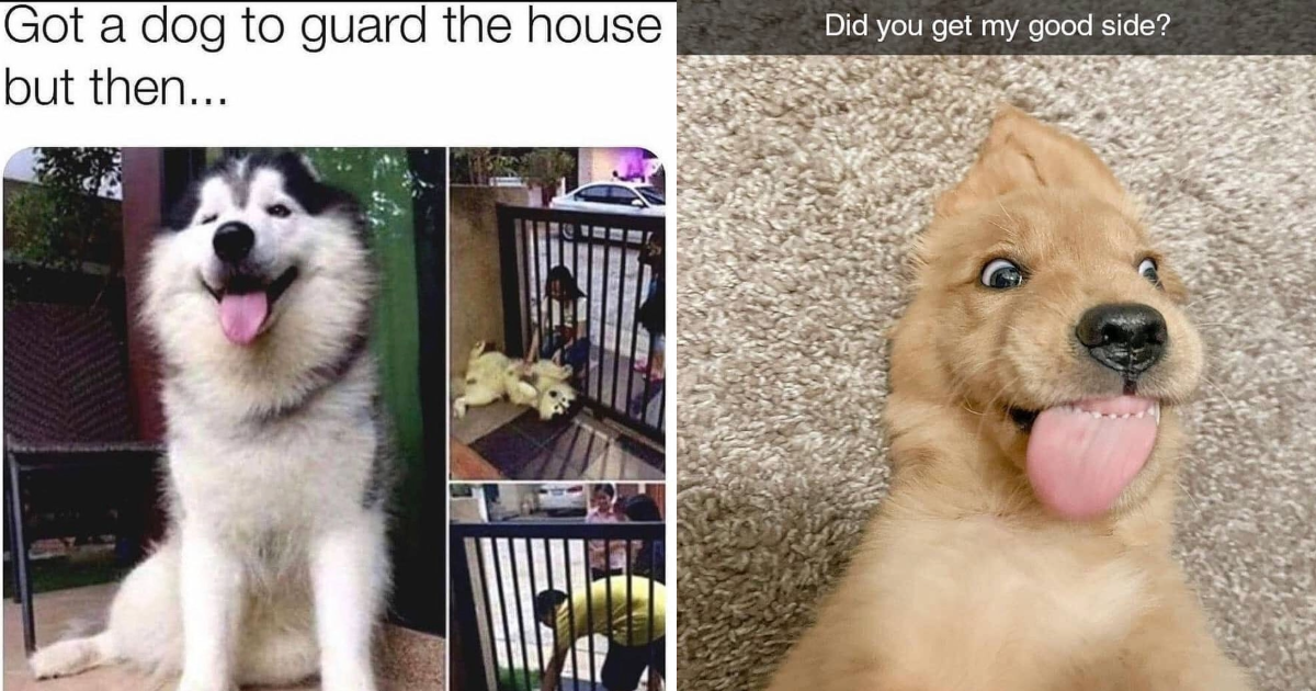 Happy Heartwarming Dog Memes To Get You Through The Day - Animal Comedy ...