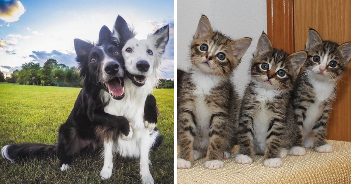 25 Cute Charming Cheerful Animals Bringing Delight To The Day - Animal ...