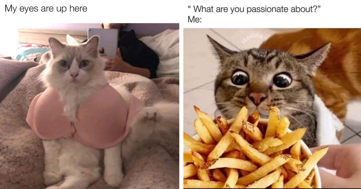 Funny Felines Just Trying To Get By, As Told By Memes - I Can Has ...