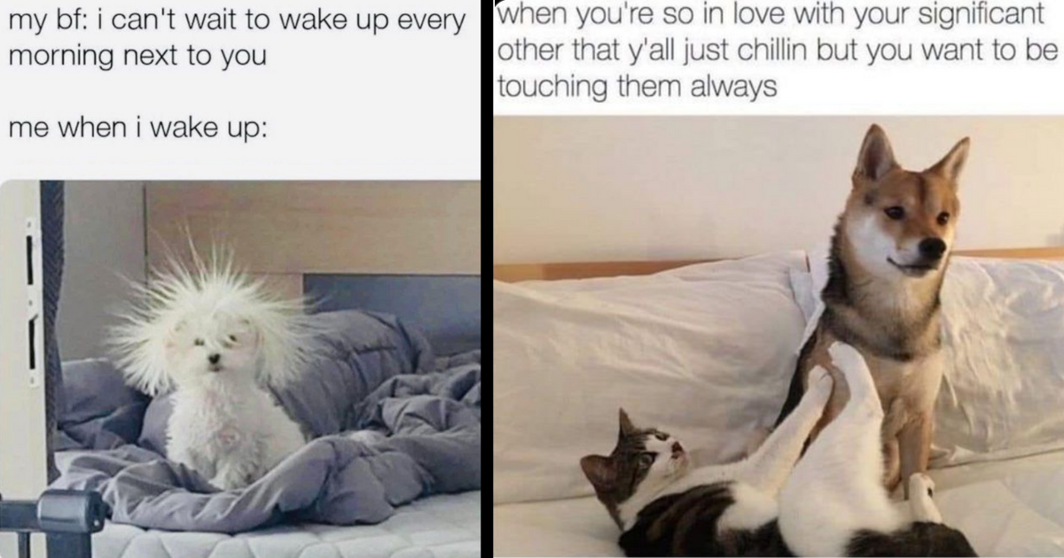 37 Wholesome Animal Pics And Memes To Start The Weekend With A ...