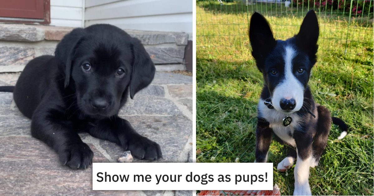 31 Moments Of Pure Puppy Joy From Furtastic Fluffball Doggos Still In ...