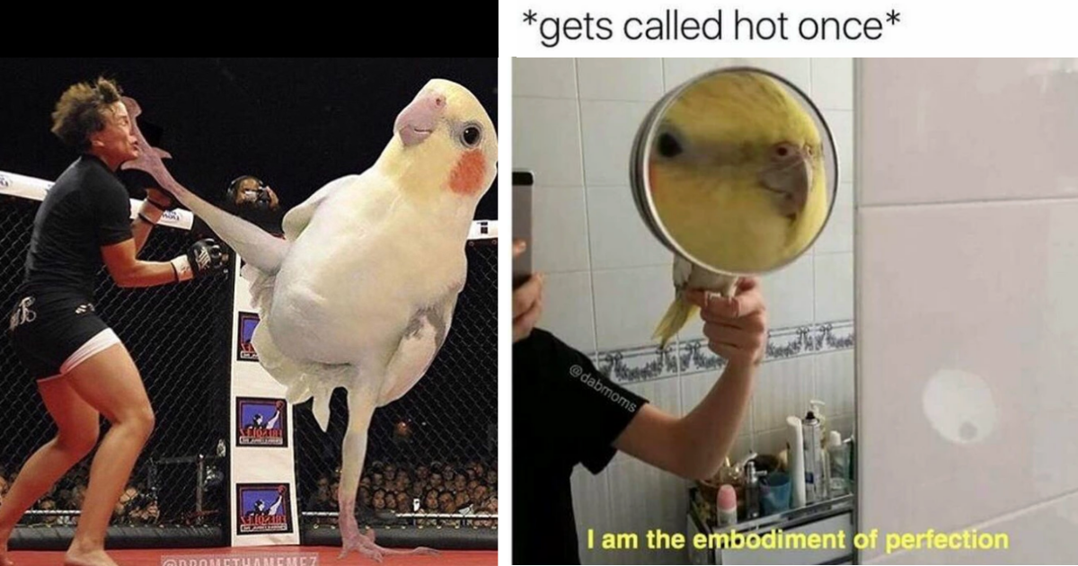 A Cheeky Compilation of Avian Antics and Tweet Treats In The Form Of 38 ...