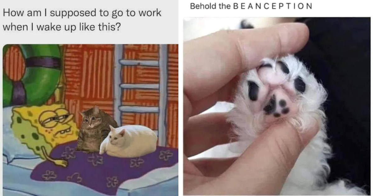 25 Purr-fectly Hilarious Cat Memes to Keep You Entertained (February 10 ...