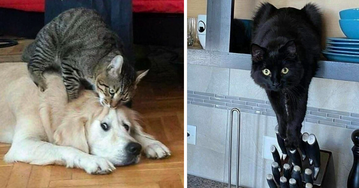 A Supremely Silly Series Of Pics That Purrfectly Portray Cats Doing Cat ...