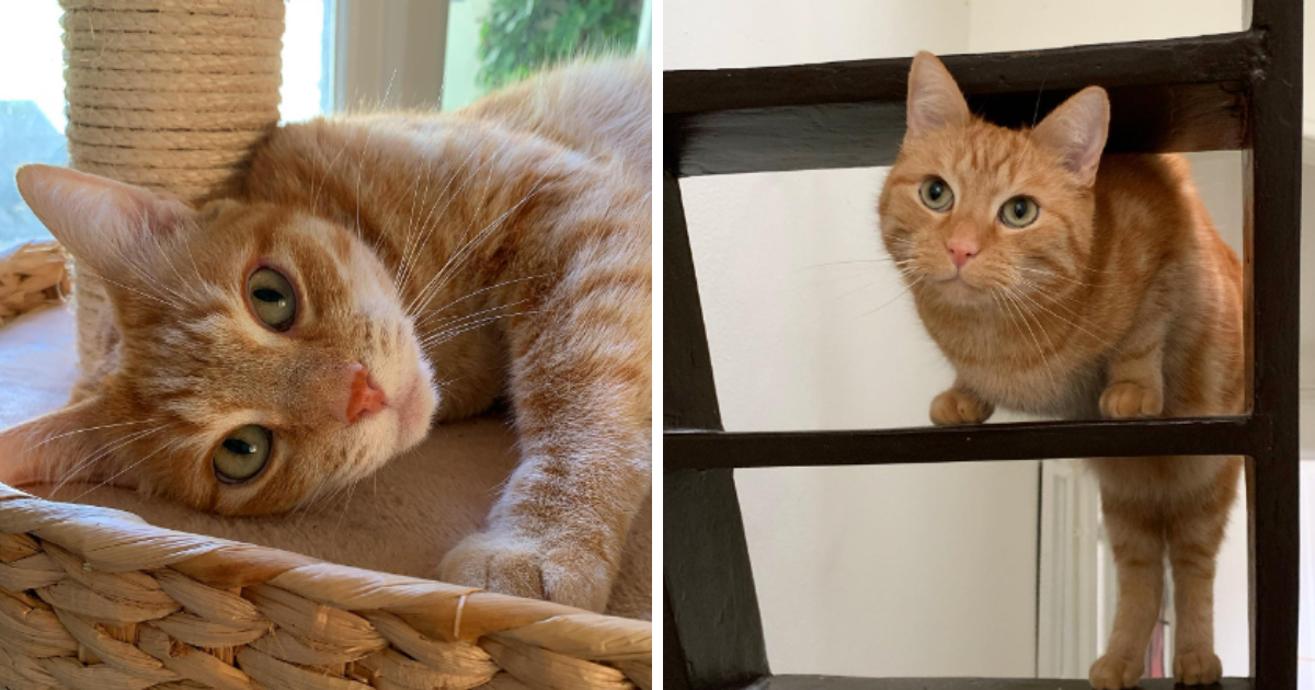 Wondrous Wednesday With 23 Fluffy Feline Orange Cats Bringing Bundles ...