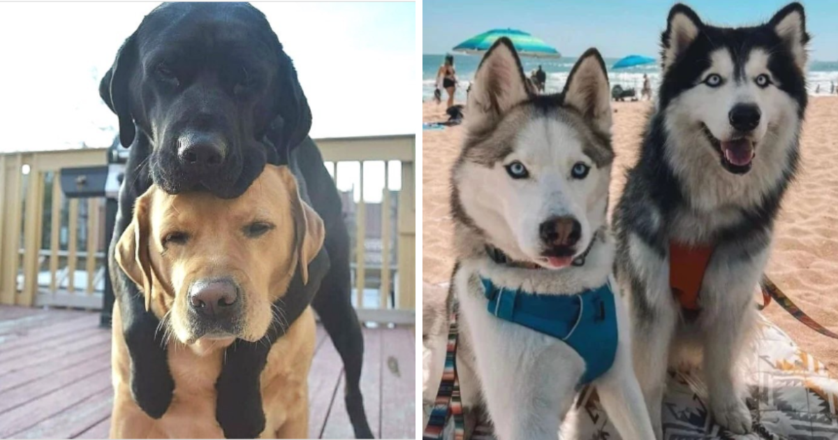 Pawsively Heartwarming Friendship With 23 Charming Canine Companions ...