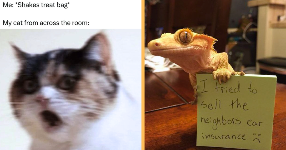 A Fully Loaded Nacho Plate of 36 Pet Memes to Make Your Super Bowl Prep ...