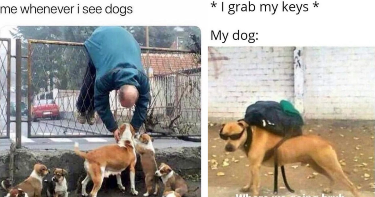 Wholesome And Hilarious Dog Memes To Start Friday On The Right Paw ...
