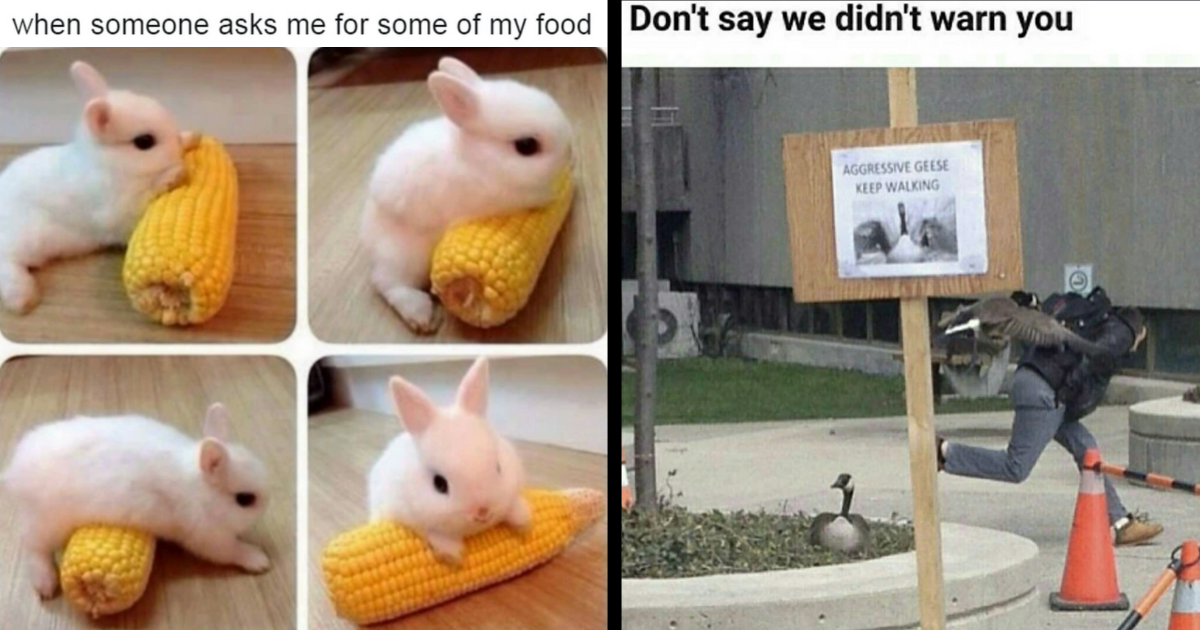 A Hilarious Helping Of 35 Animal Memes To Bid Farewell To The Weekend ...