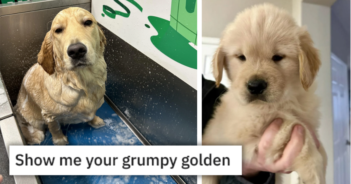 Animal Comedy - gaggle - Animal Comedy - Animal Comedy, funny animals ...