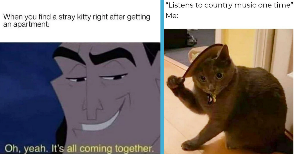 Caturday Night Fever: A Bubbly Bottle Full Of 39 Hilarious Cat Memes To ...