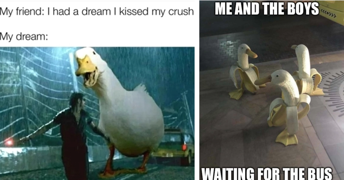 Dopey Ducks To Fill Your Silly Saturday Meme Quota - Animal Comedy ...