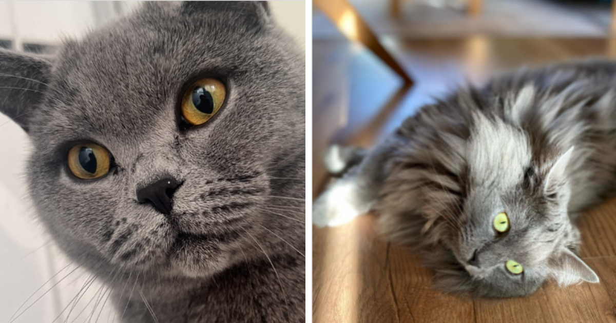 Friday Feline Fun With 25 Gorgeous Grey Cats To Kickstart The Weekend ...