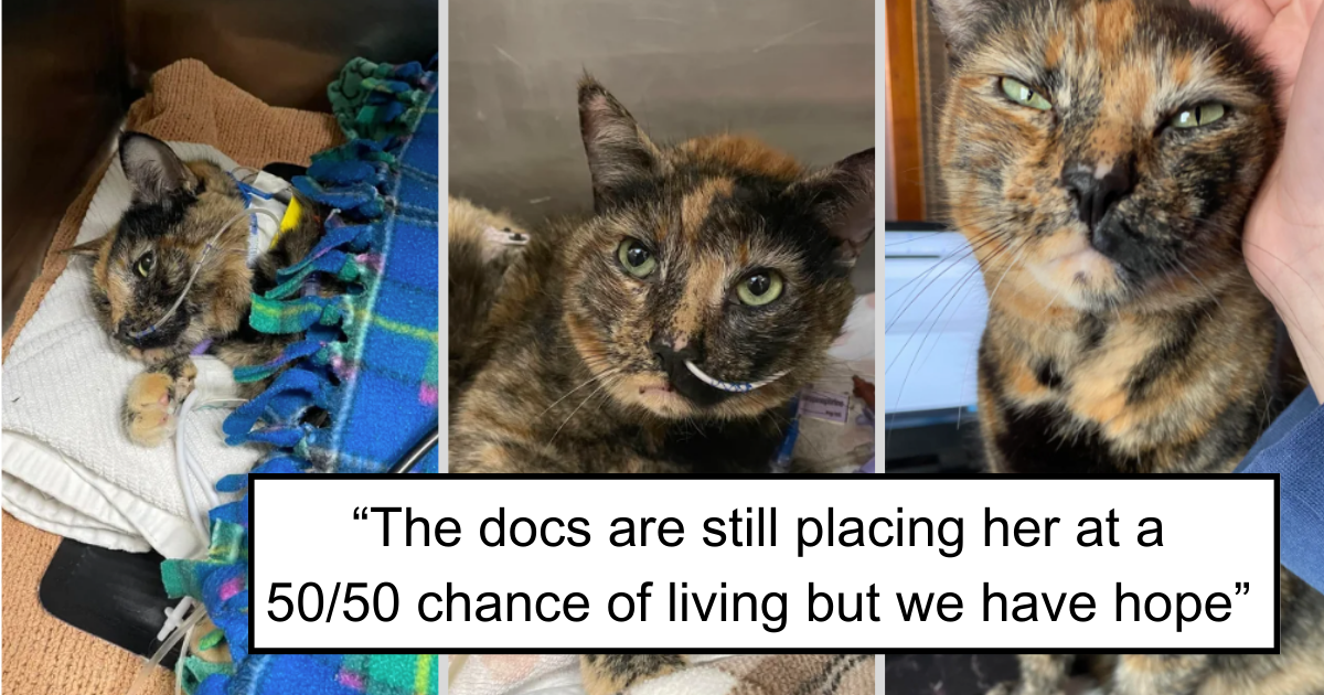 Tabatha the Miracle Cat Makes an Astounding Recovery After Being Given ...