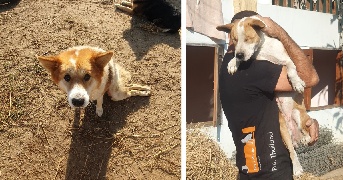 Wholesome Pics Of Disabled Doggos Living Their Best Lives At This ...