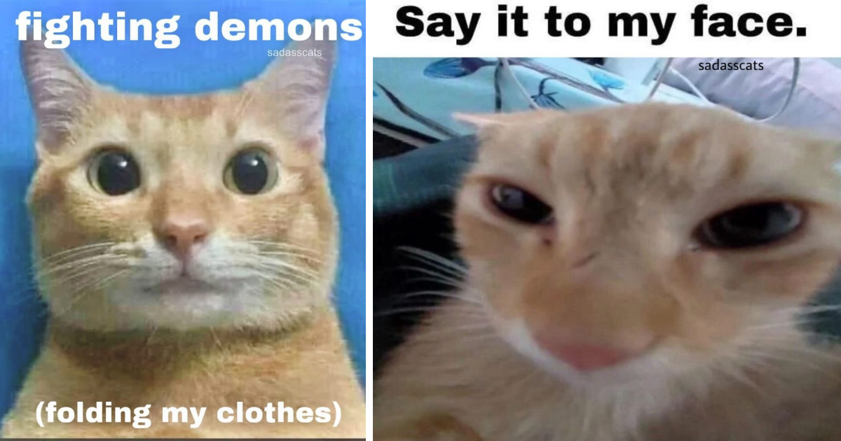 Spicy And Sassy Cat Memes To Add Flavor To Your Sunday Lunch - I Can Has Cheezburger?