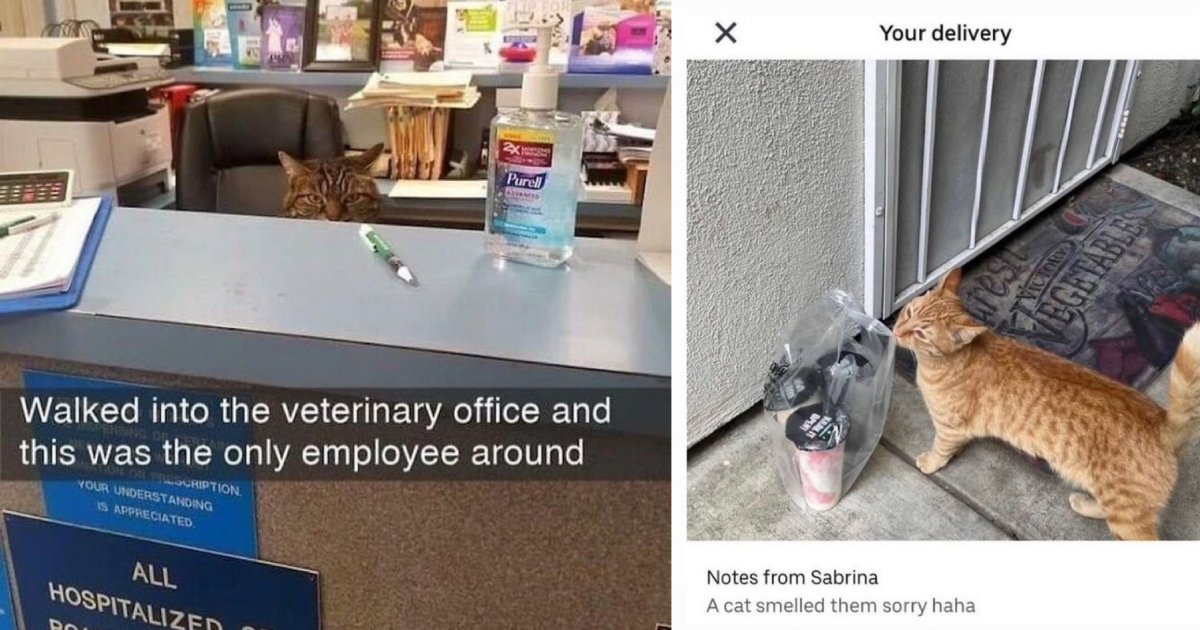 Relatable Memes Of Cats Doing Things To Keep You Company At Work - I ...